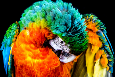 How to select your ideal TV | BRAVIA TVs | Sony Australia